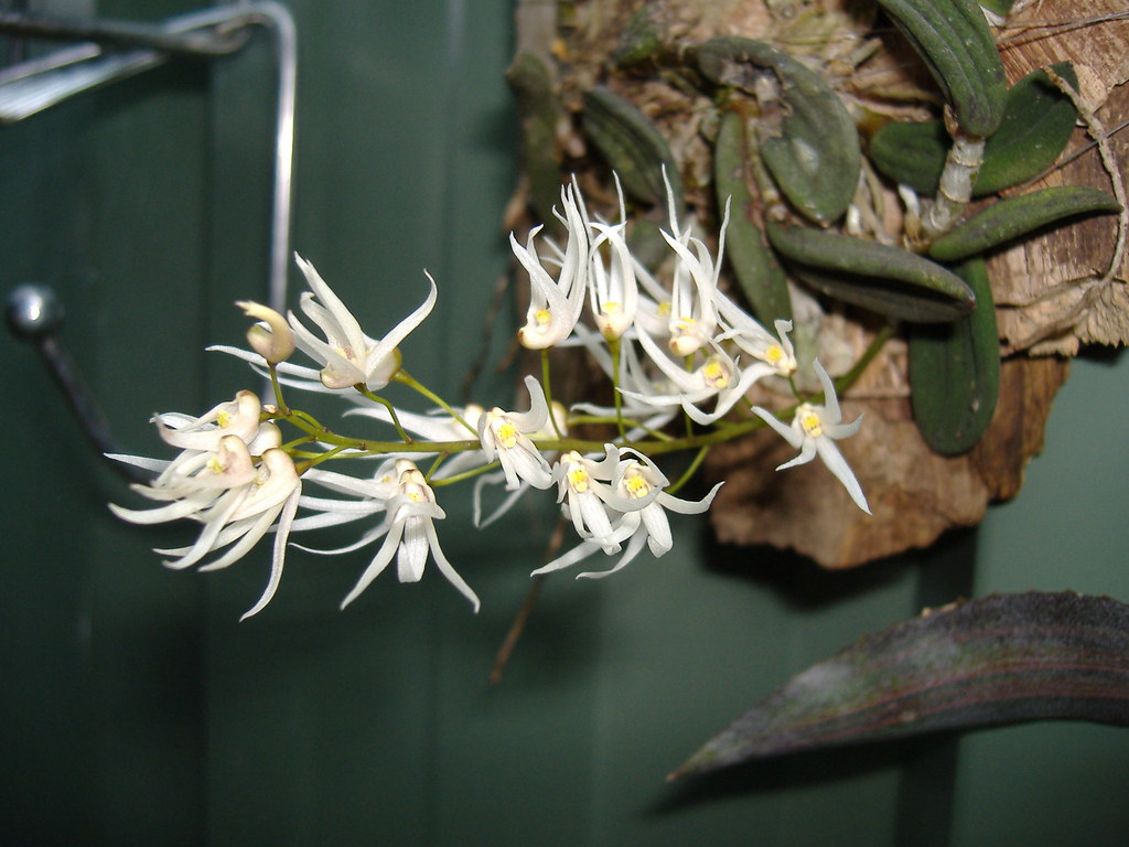 Dockrillia orchid plant care and culture | Travaldo's blog