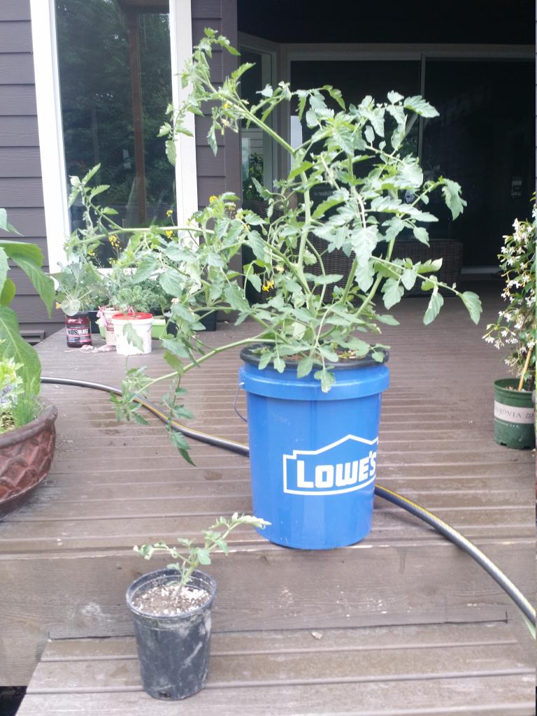 Seattle Garden & Fruit Adventures: My Backyard Garden and Mini Orchard