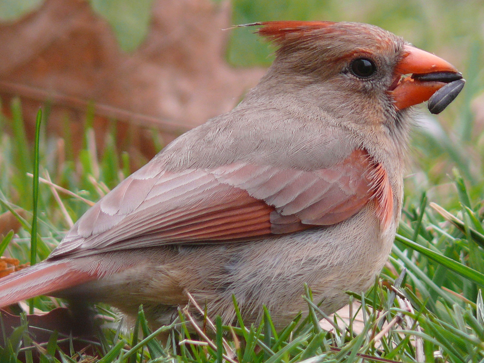 Northern Cardinal