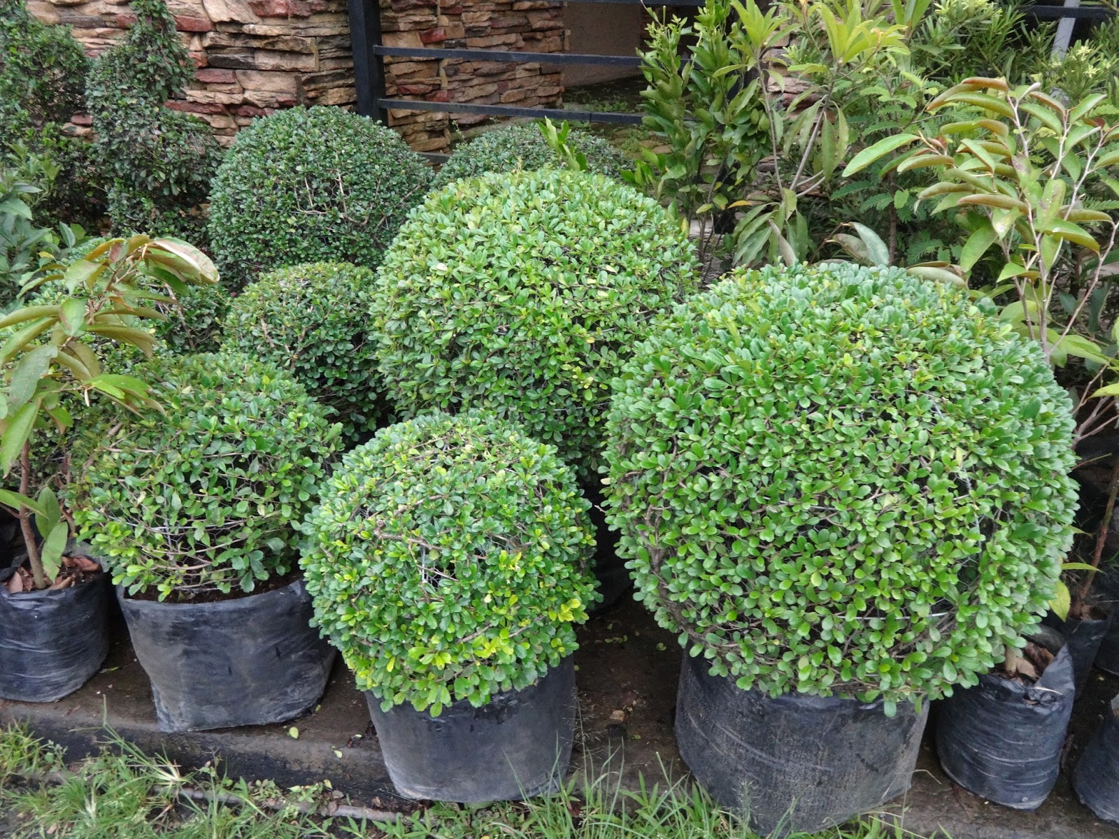 Herbs from Distant Lands: Ehretia microphylla - Fukien Tea, Fujian Tea ...