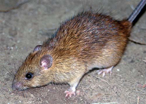 Pinjal Tikus, Serangga di Balik Wabah Black Death | RE Tawon