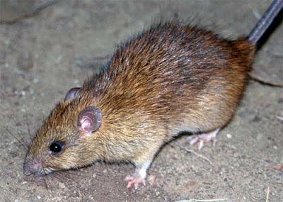 Pinjal Tikus, Serangga di Balik Wabah Black Death | RE Tawon