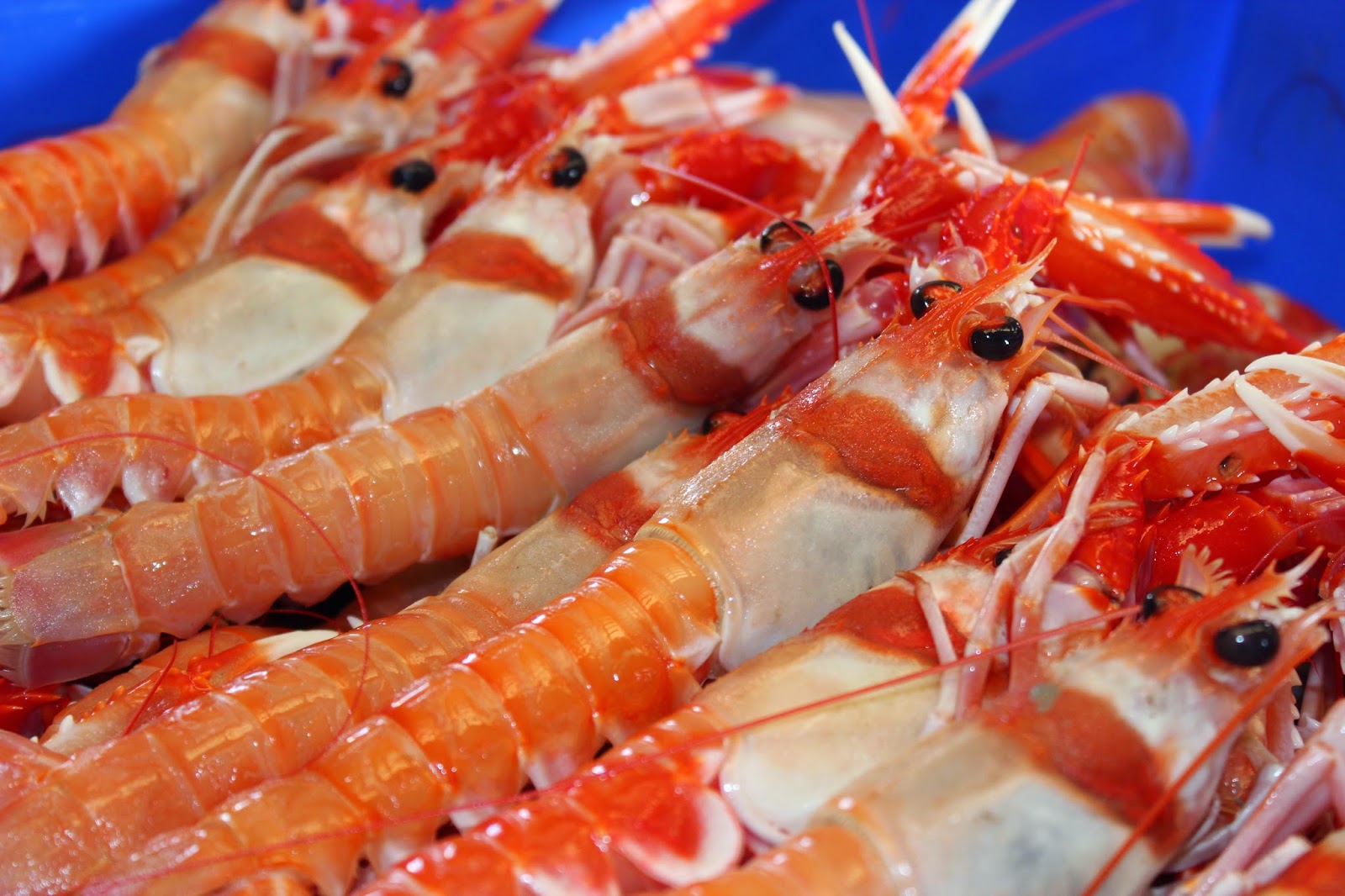 Andere Waterdieren: . . Echte Zeekreeften