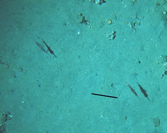 We've been expecting you Dr. Jones...: One fish, two fish... Well, one ...