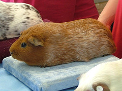 All Things Guinea Pig: Cavy Colours