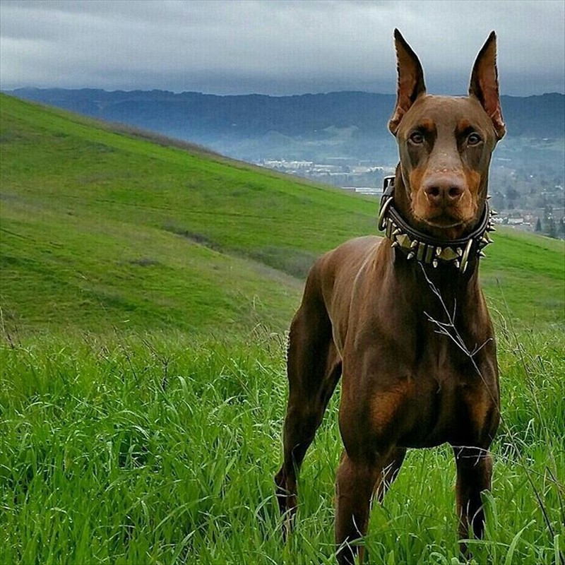 Beautiful Dobermans - My Interests