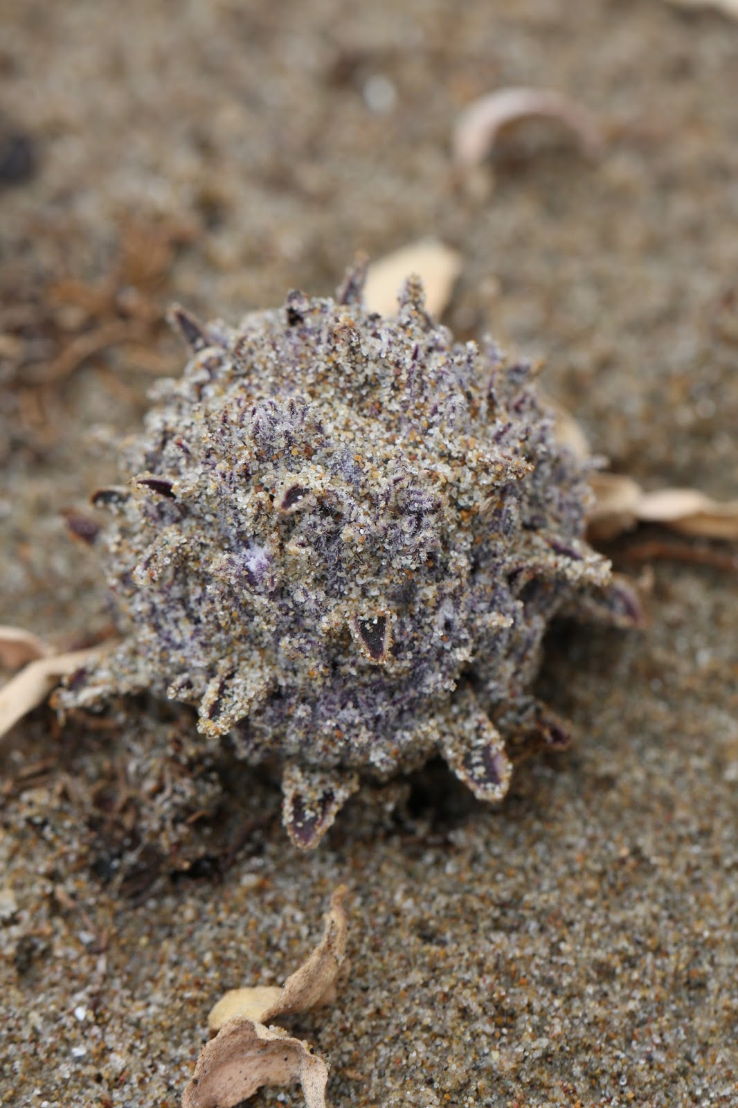 Natural Musings: Sandy plants: a paper, an update, some wacky plant photos.