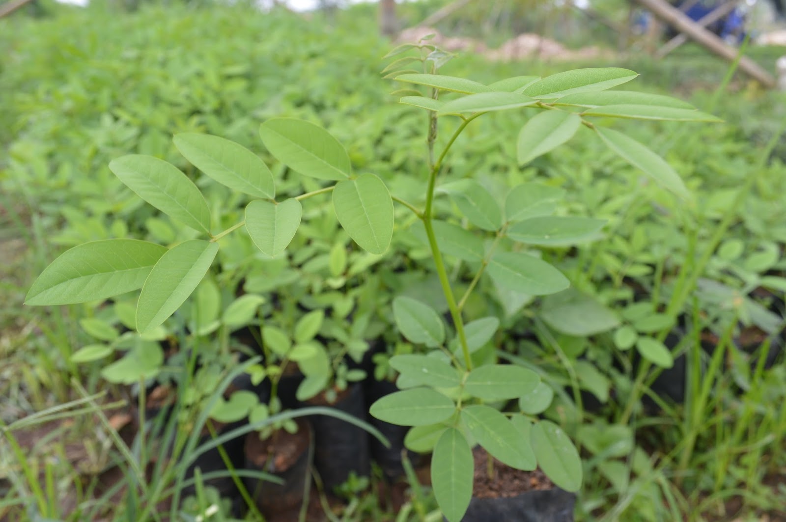 Pusat Pembibitan Hijauan Pakan Ternak: Leguminosa