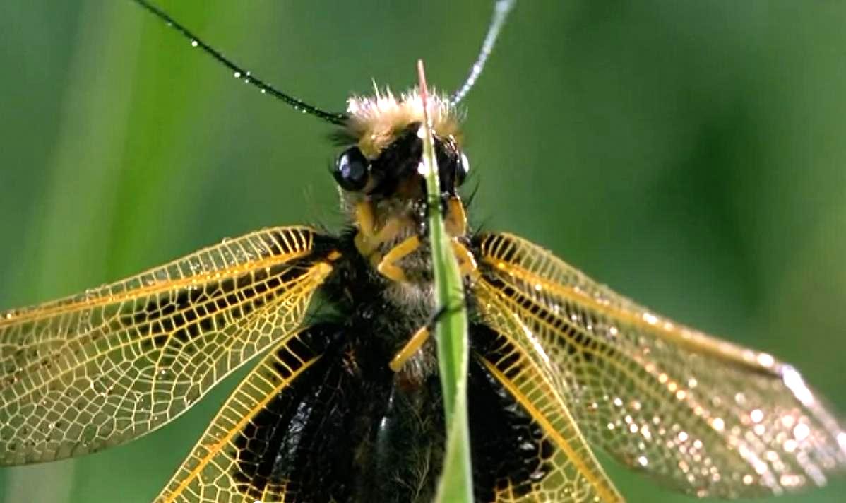 It's Not Work, It's Gardening!: Thank you Netflix! Microcosmos