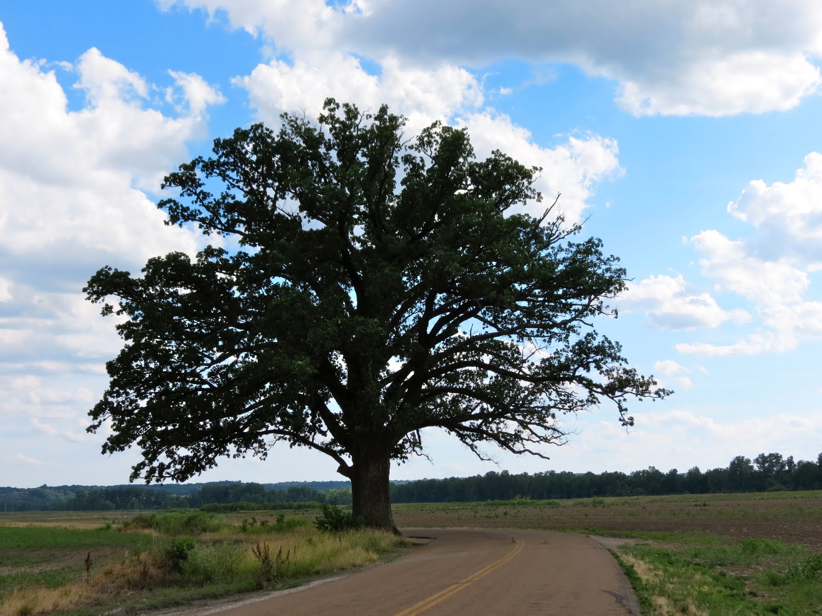 Our Nature: The Big Bur Oak