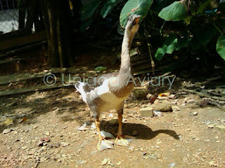 Angsa Hybrid - Uniaga Aviary™