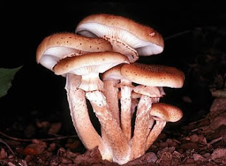 Bioluminescent fungi : Armillaria mella