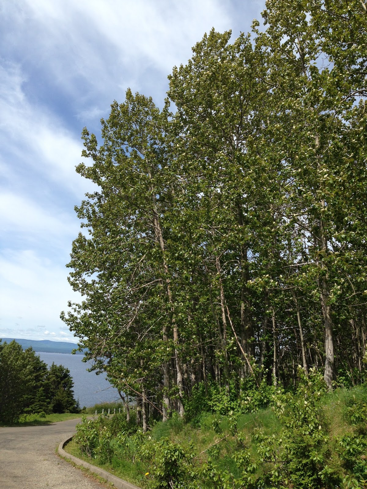 Maine Trees, Top to Bottom: Balsam Poplar