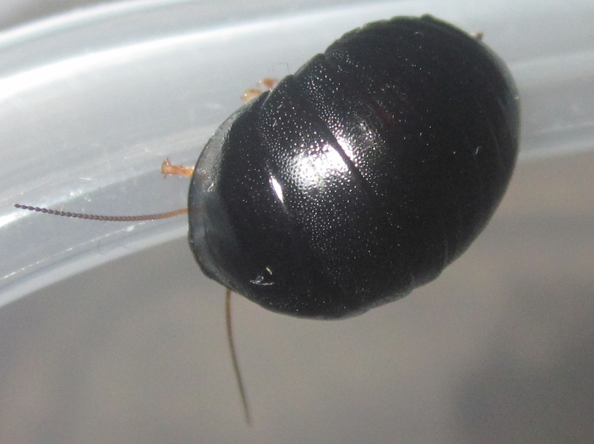 Invertebrate Dude: Perisphaerus punctatus: New Roly Poly Roaches!!!