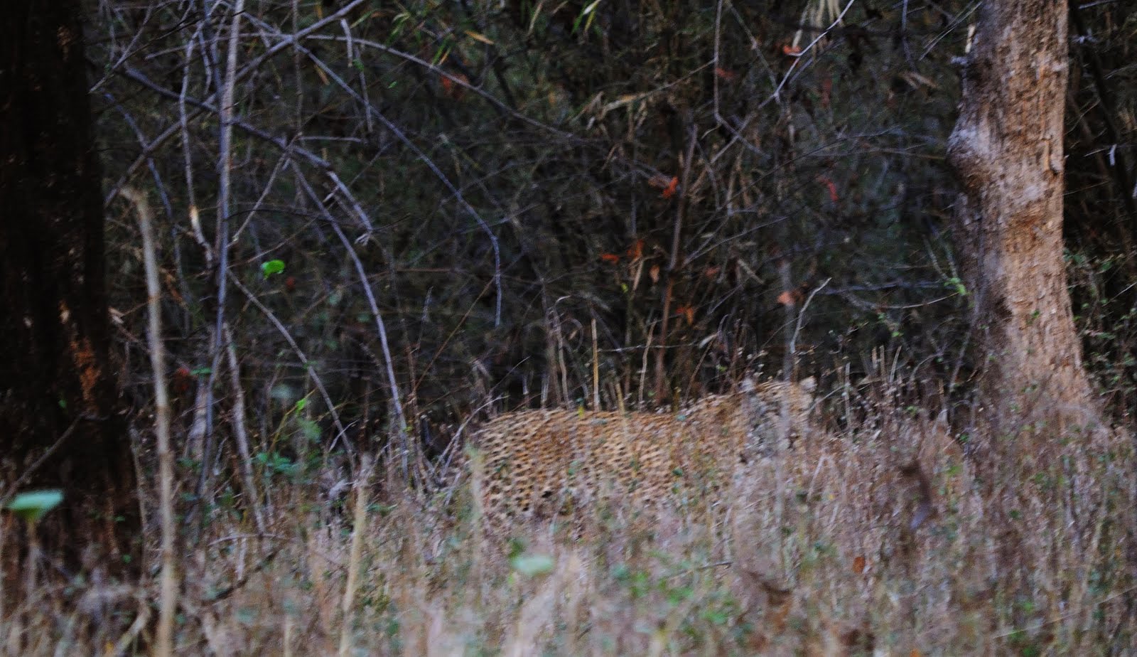 Zunka Bhakri......: On trail of Tiger @ Tadoba-Kolsa