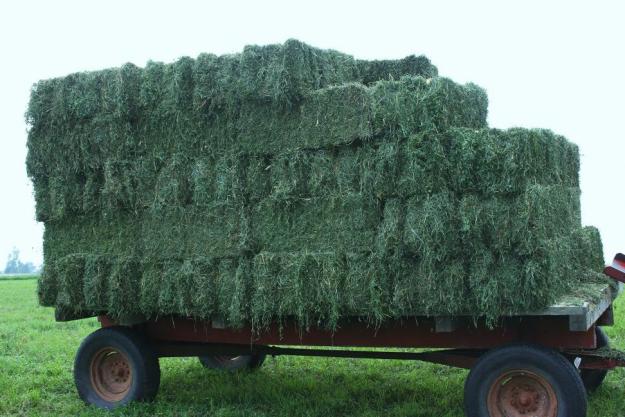 High Point Farm: Alfalfa Hay