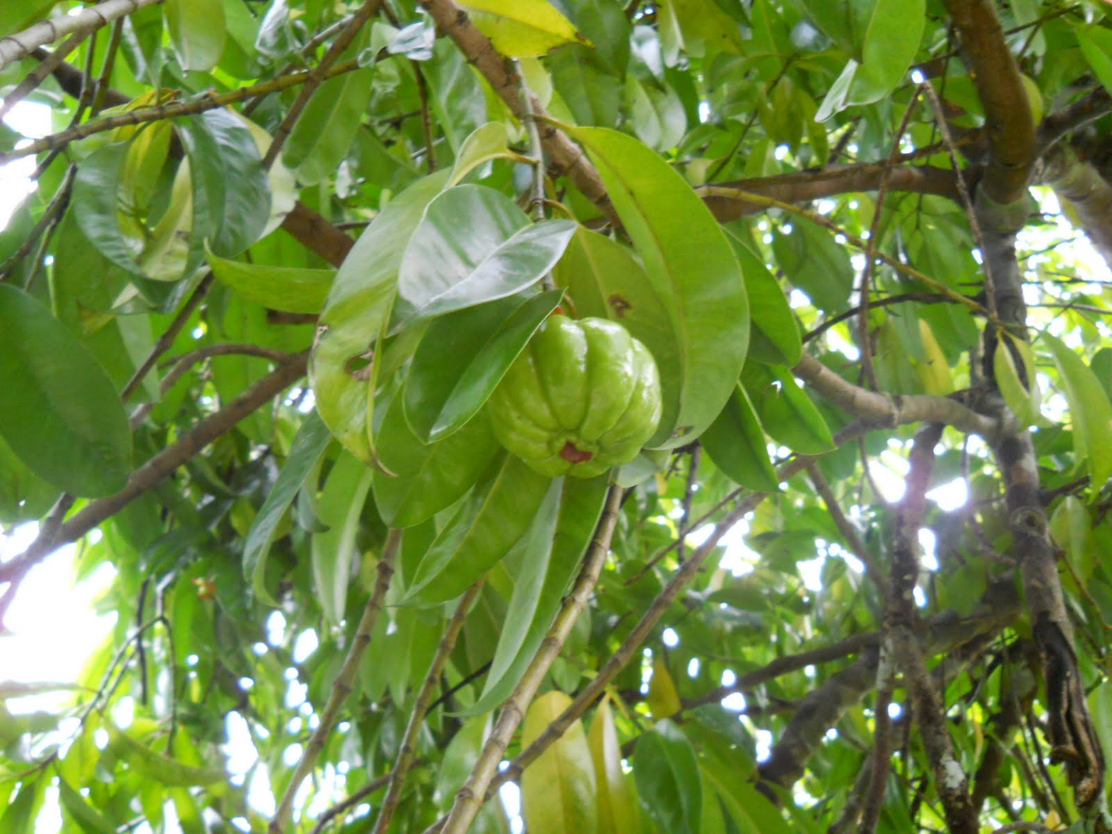 ujang kutik: kampung ku di pedalaman,............kg.chengkau ulu