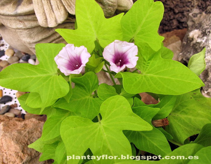 Plantas y flores: Ipomoea especies