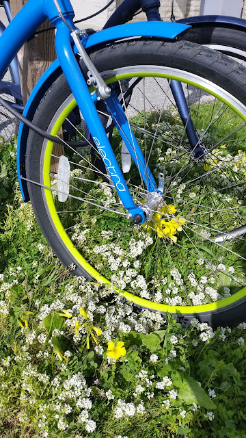 Everything Coastal: Beach Bikes