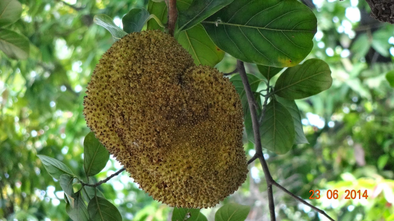 Plants of Lahore - Pakistan: Jackfruit, Khatal tree - Tree borne ...