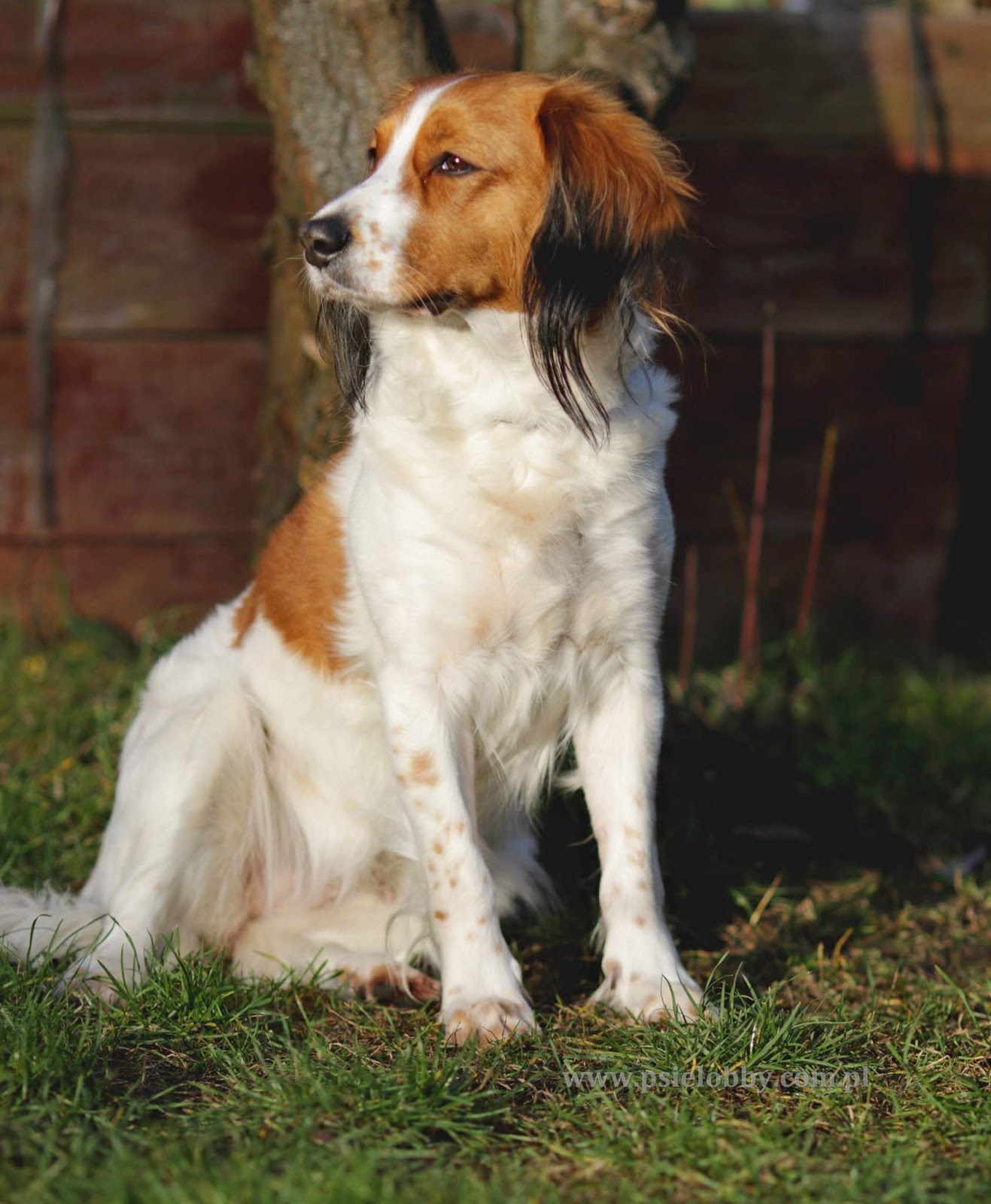 PsieLobby: Kooiker Suczki