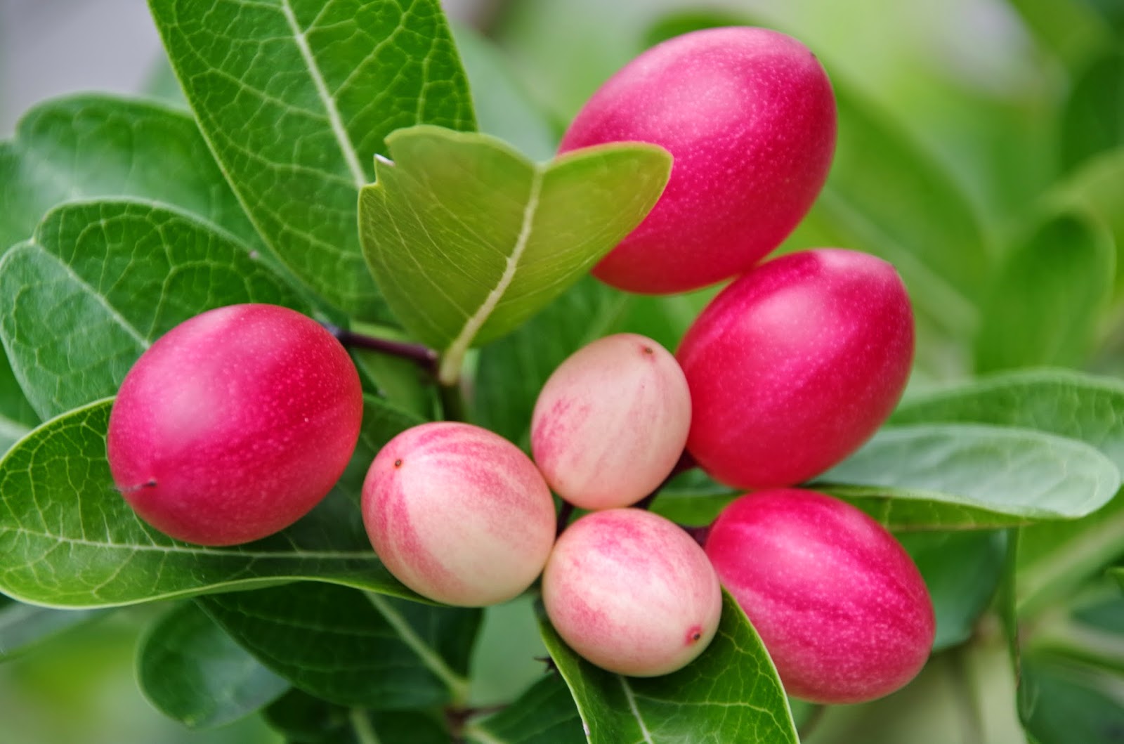 Trees and Plants: Karonda (Carissa Carandas)