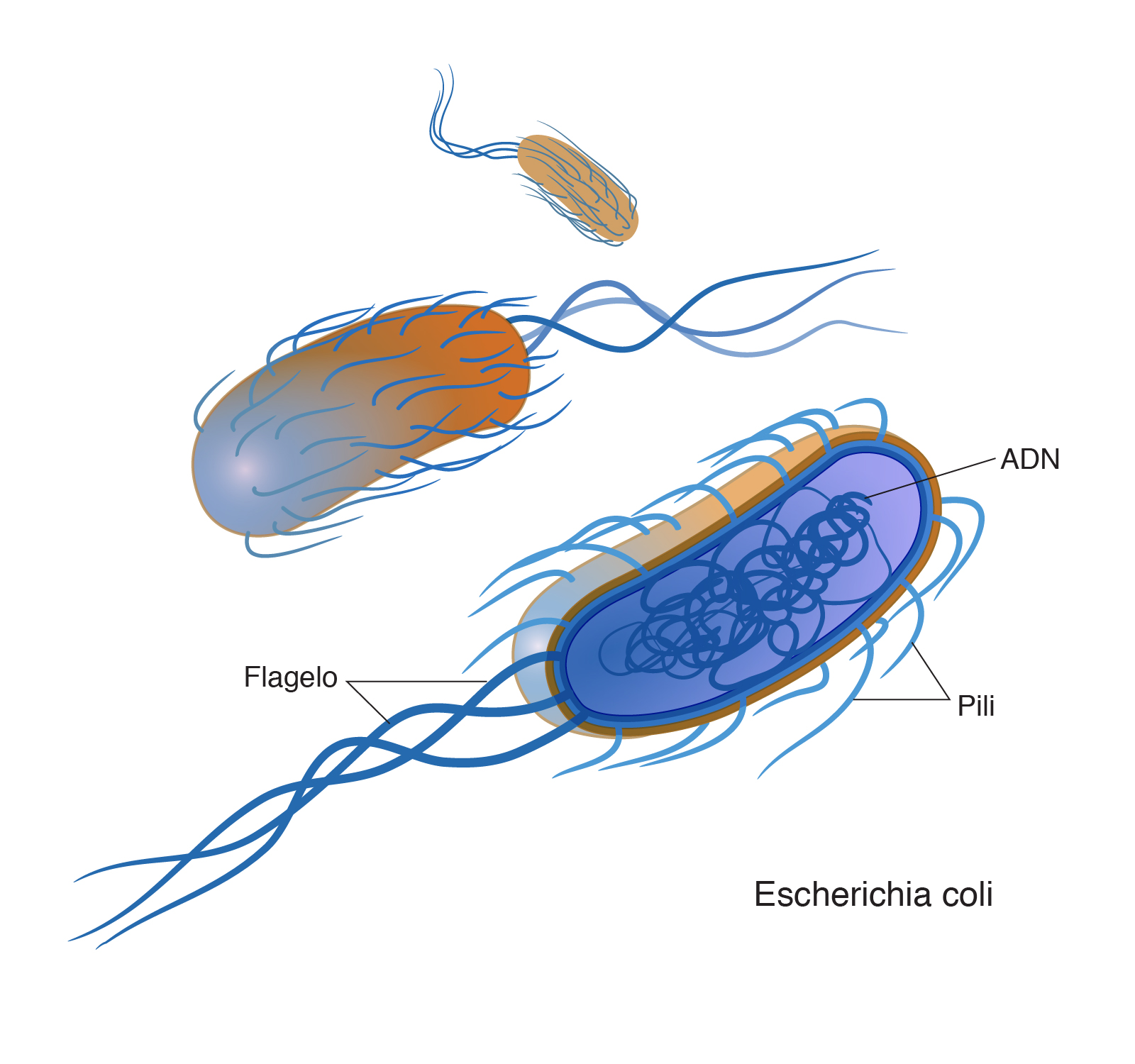 Clasificación de los seres vivos: Dominio "Bacteria"
