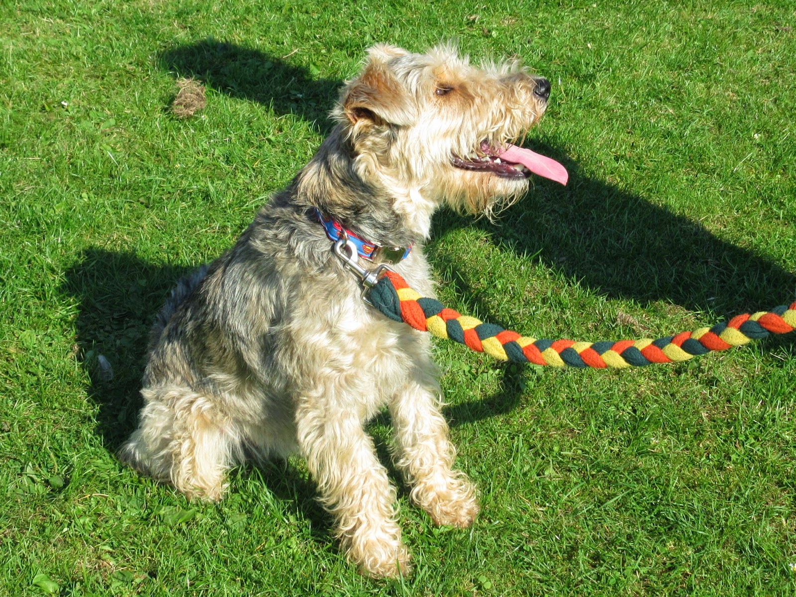 Bouncing Bertie's Blog: A 'Wowzer' or a 'Schnoxy'?