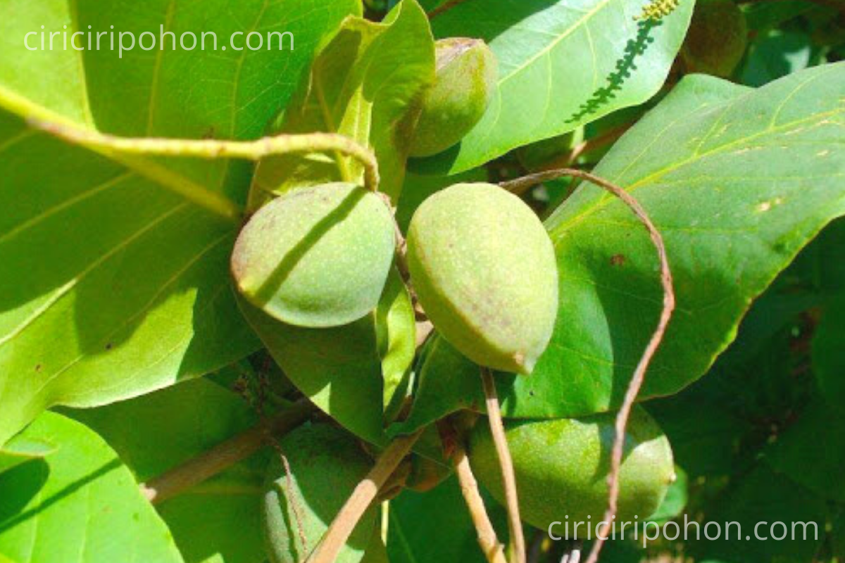 Bentuk Morfologi Bagian dari Pohon Ketapang - Ciriciripohon.com