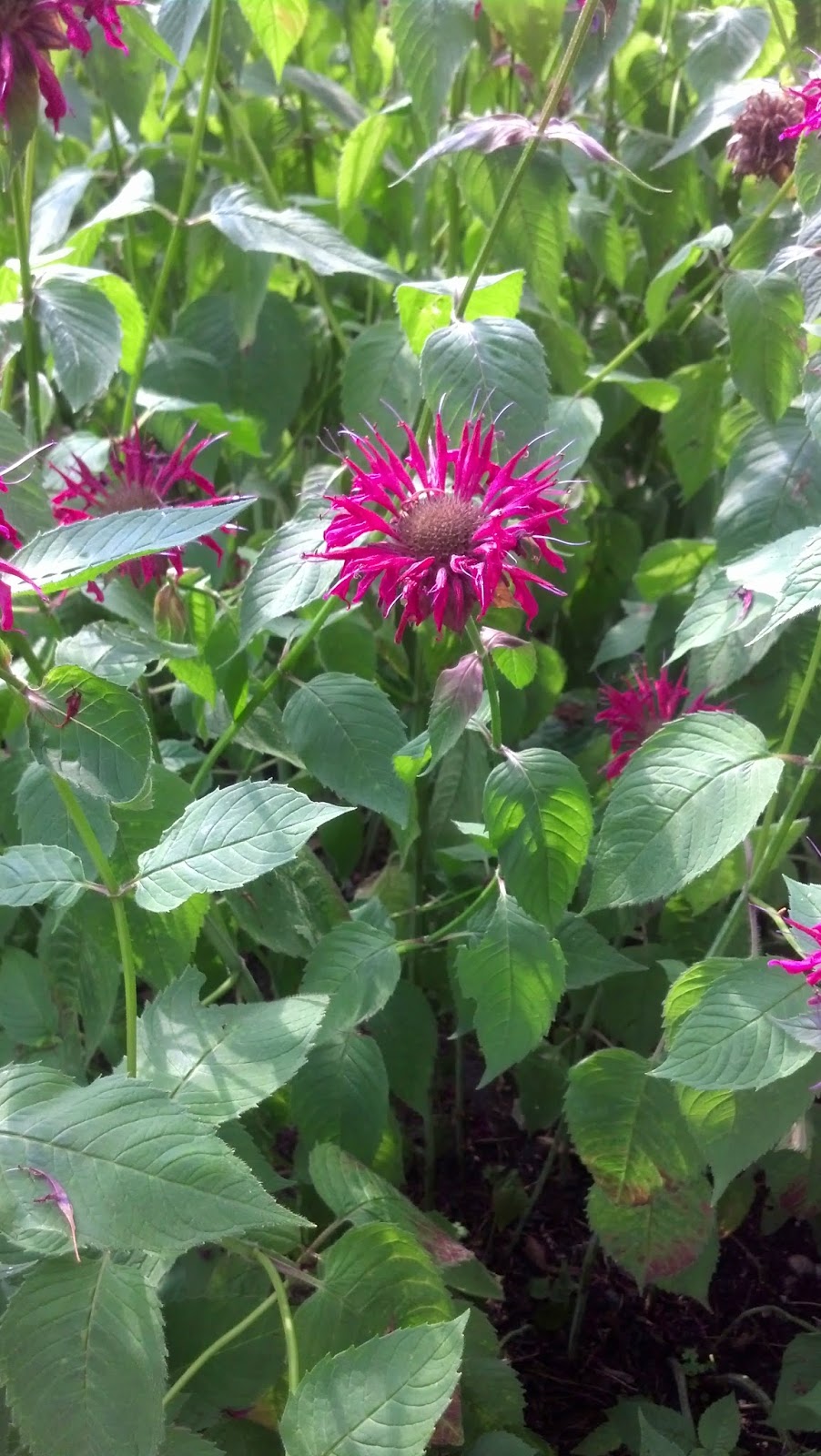 Backyard Patch Herbal Blog: Bee Balm (New Recipes) - Herb of the Week