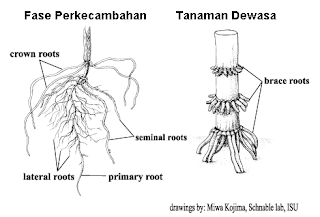Klasifikasi dan Morfologi Jagung