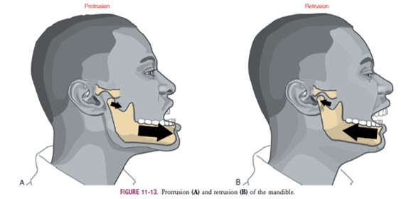 FISIOTERAPIA Y MOVIMIENTO CONCIENTE: Arthrokinematics of the mandible