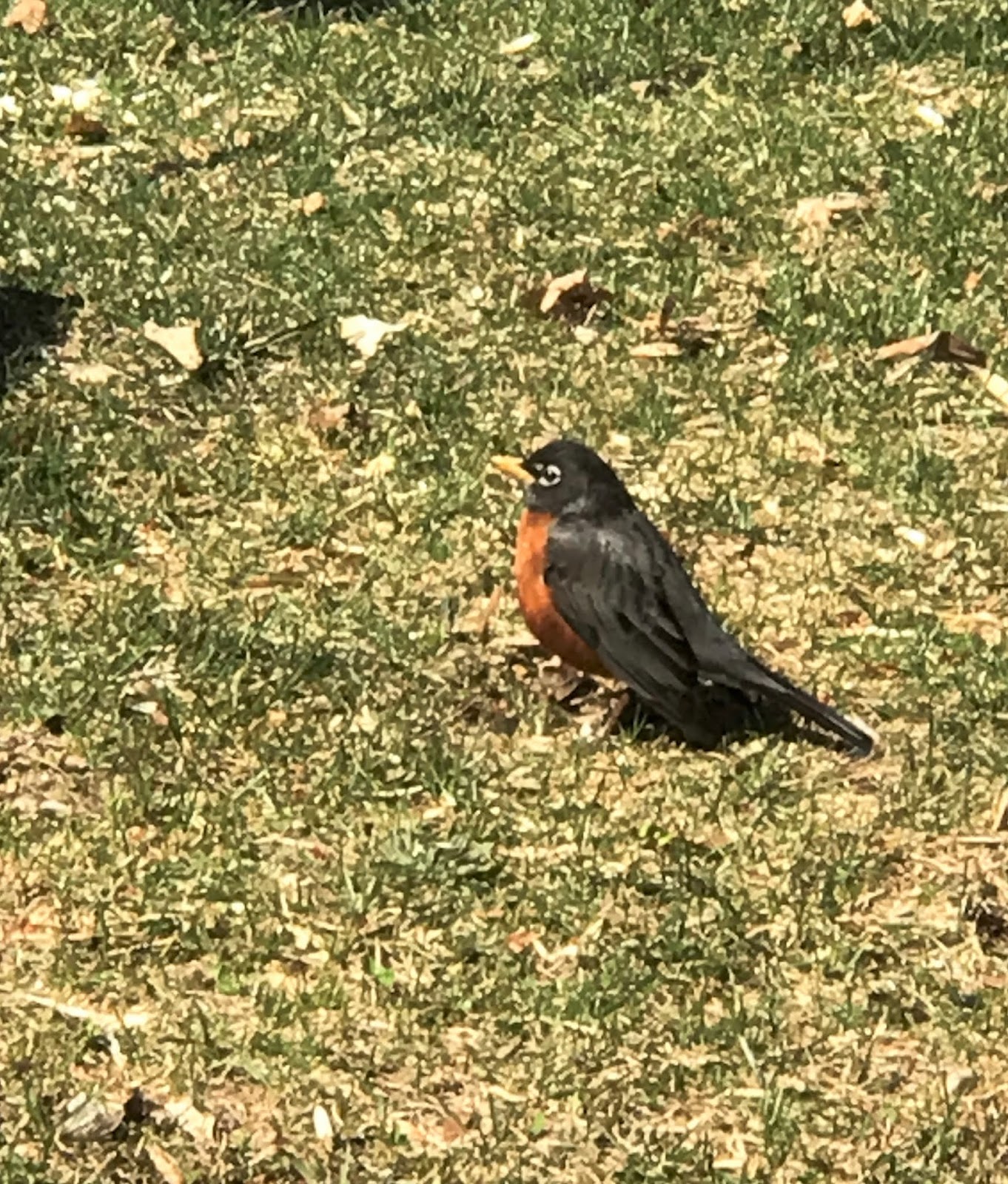 Seasons in the Valley + Furry Gnome's Adventures: A Weird Robin