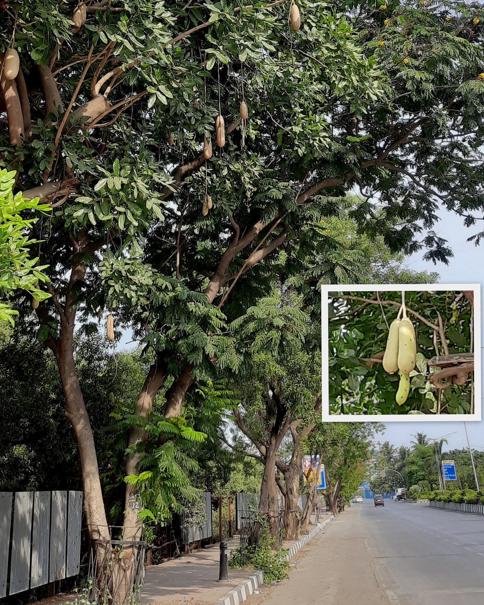 Mumbai Daily: Sausage tree