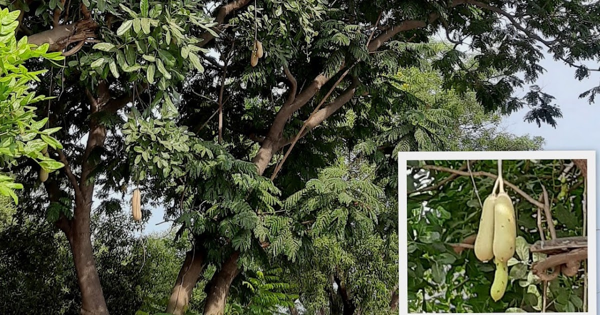 Mumbai Daily: Sausage tree