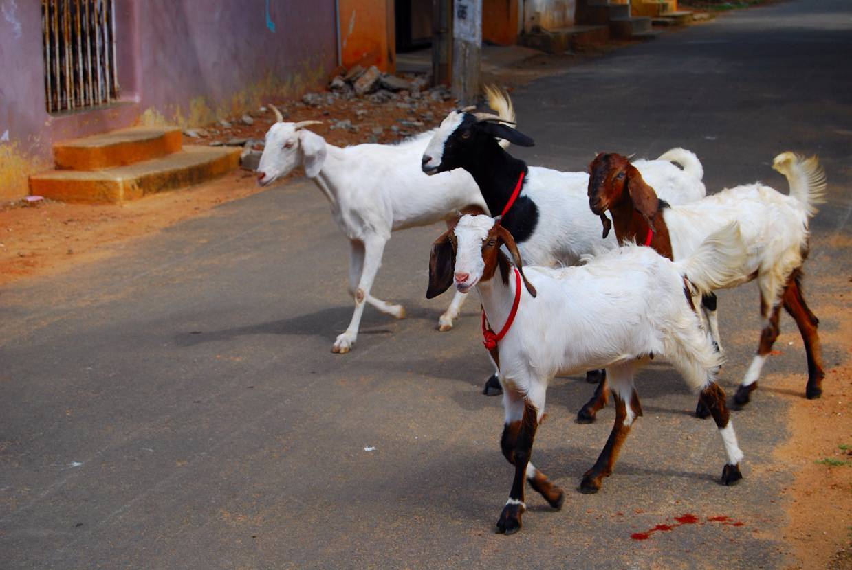 படிப்பவர்களின் ரத்தத்தை குடிக்கும் ரத்தக்காட்டேரி!! - இது ஒரு உண்மைக் ...