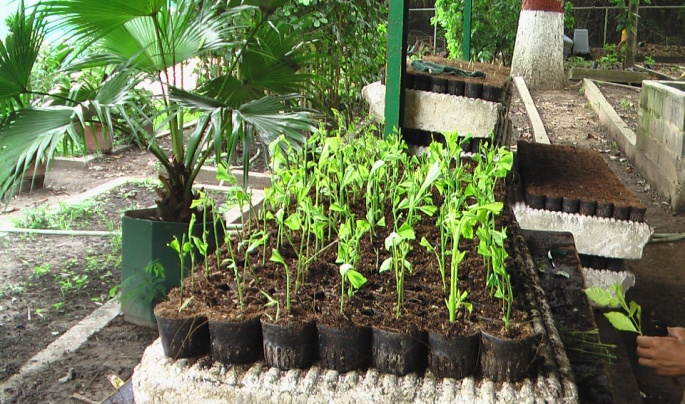 Parque Temático Bosque Macuto