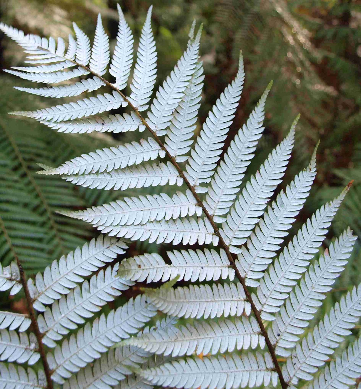 A Kentucky Girl in Kiwi Land: Black, White and Ferns: What's the Deal ...