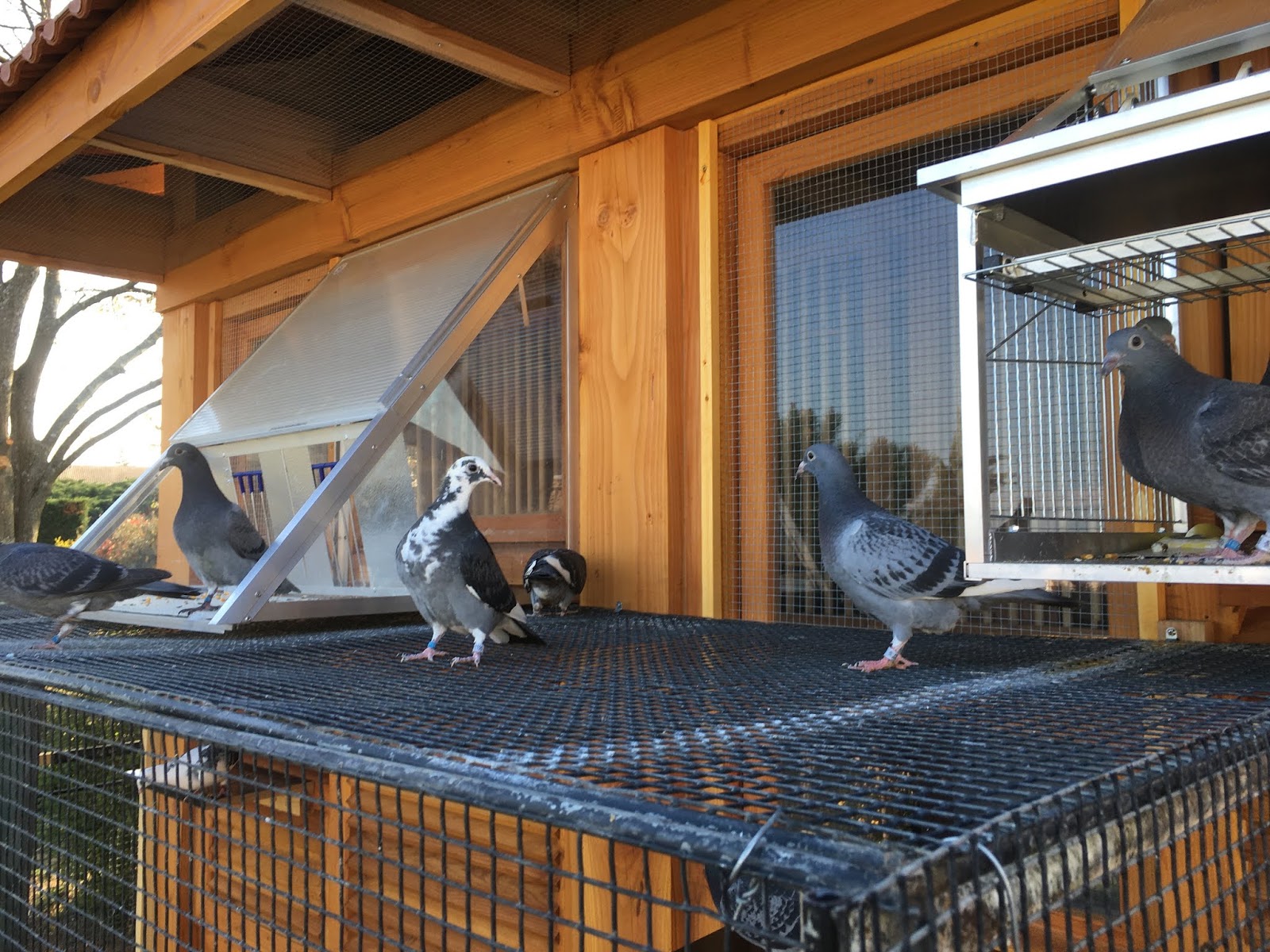 Elevage de pigeons voyageurs pour les concours de fond des meilleures ...