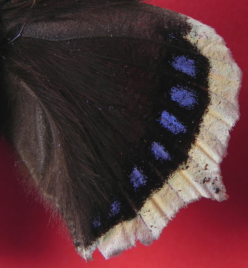 MARIPOSAS (BUTTERFLIES): Subfamilia NYMPHALINAE anverso alas ...