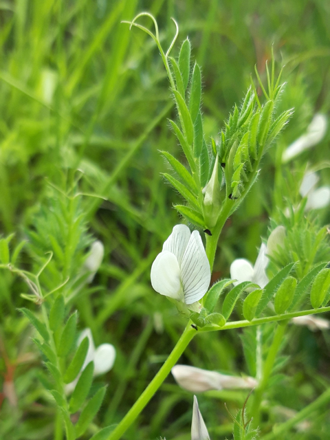 Portland Bird Observatory and Field Centre: 5th June