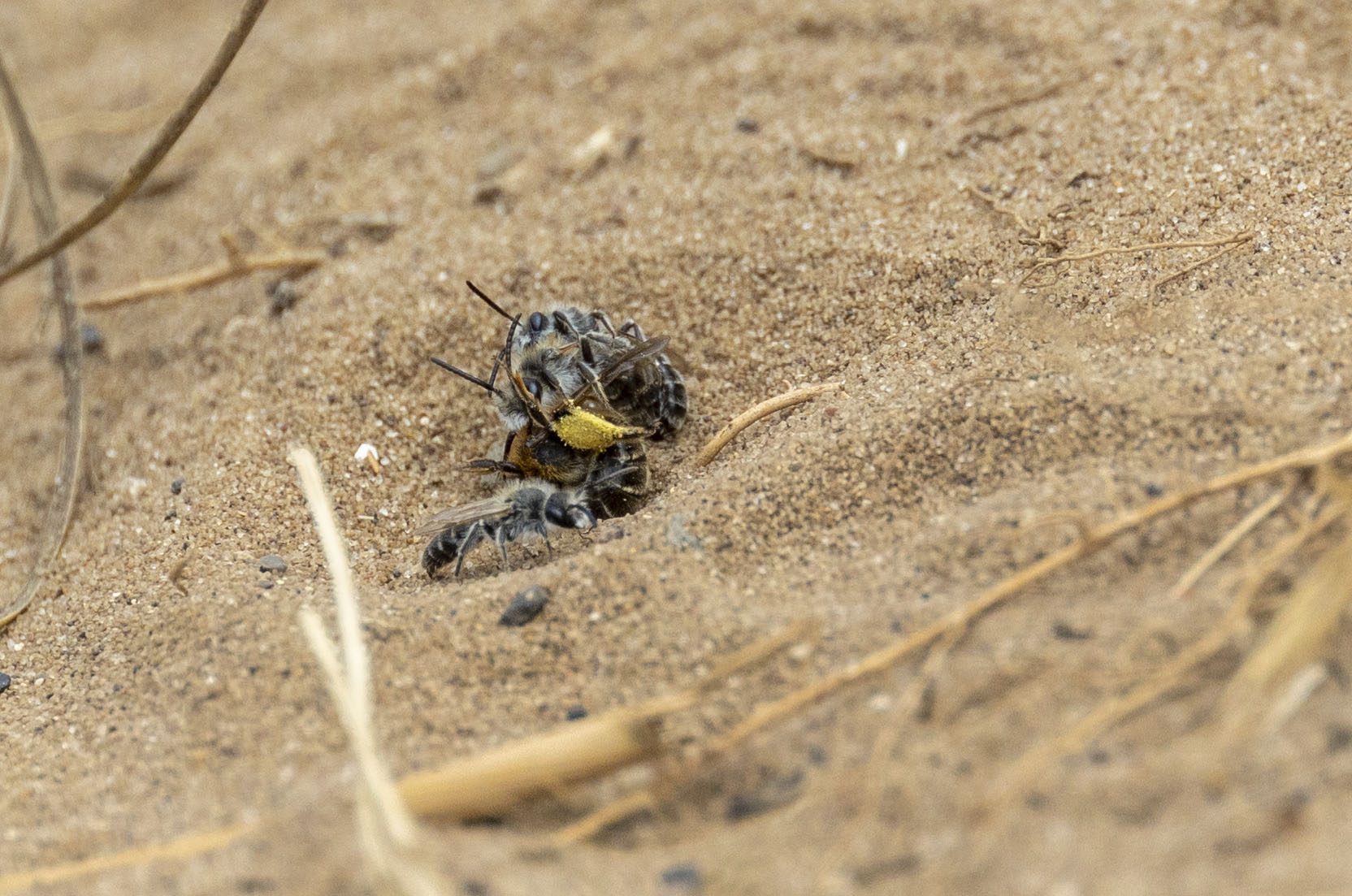 pewit: Sandpit Mining Bees Andrena barbilabris