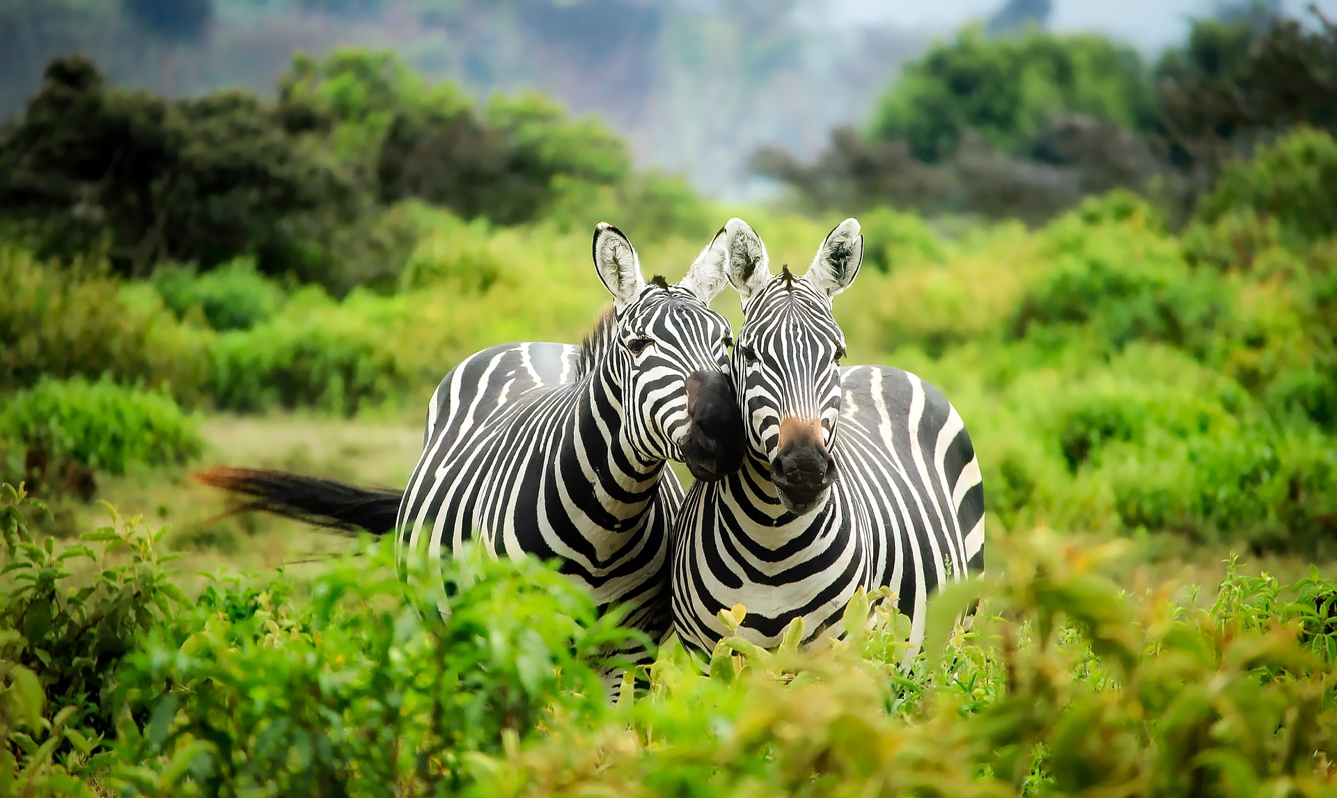 Zebras: Habits, Diet and Other Facts