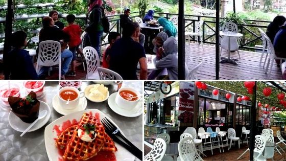 20 Tempat menarik di Cameron Highland Pahang 2021!