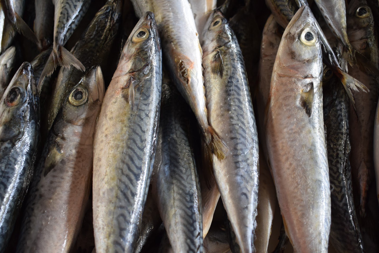 Mais de 20 opções de peixes sazonais para comer durante a quaresma 🐠