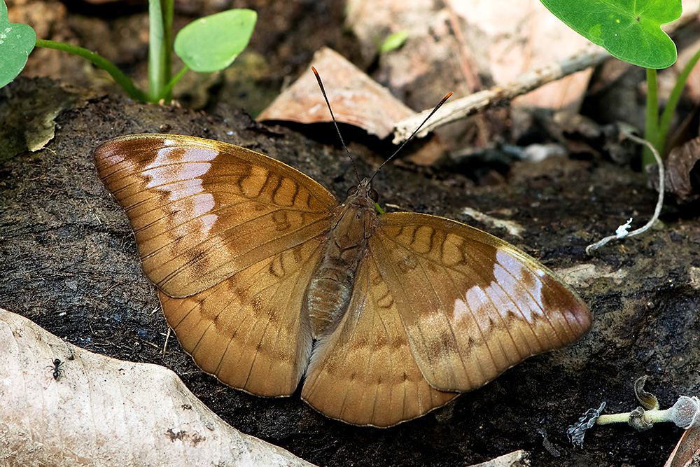 Euthalia monina | BugsAlive