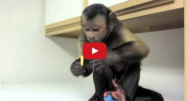 Boo the Capuchin Monkey Loves French Fries