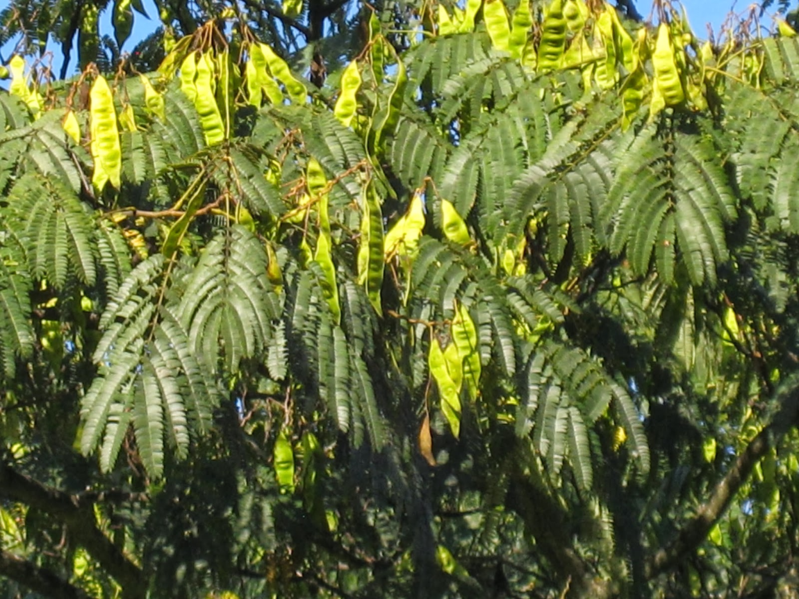 Mal's Edinburgh Allotment: Lyonnais Pea Tree?