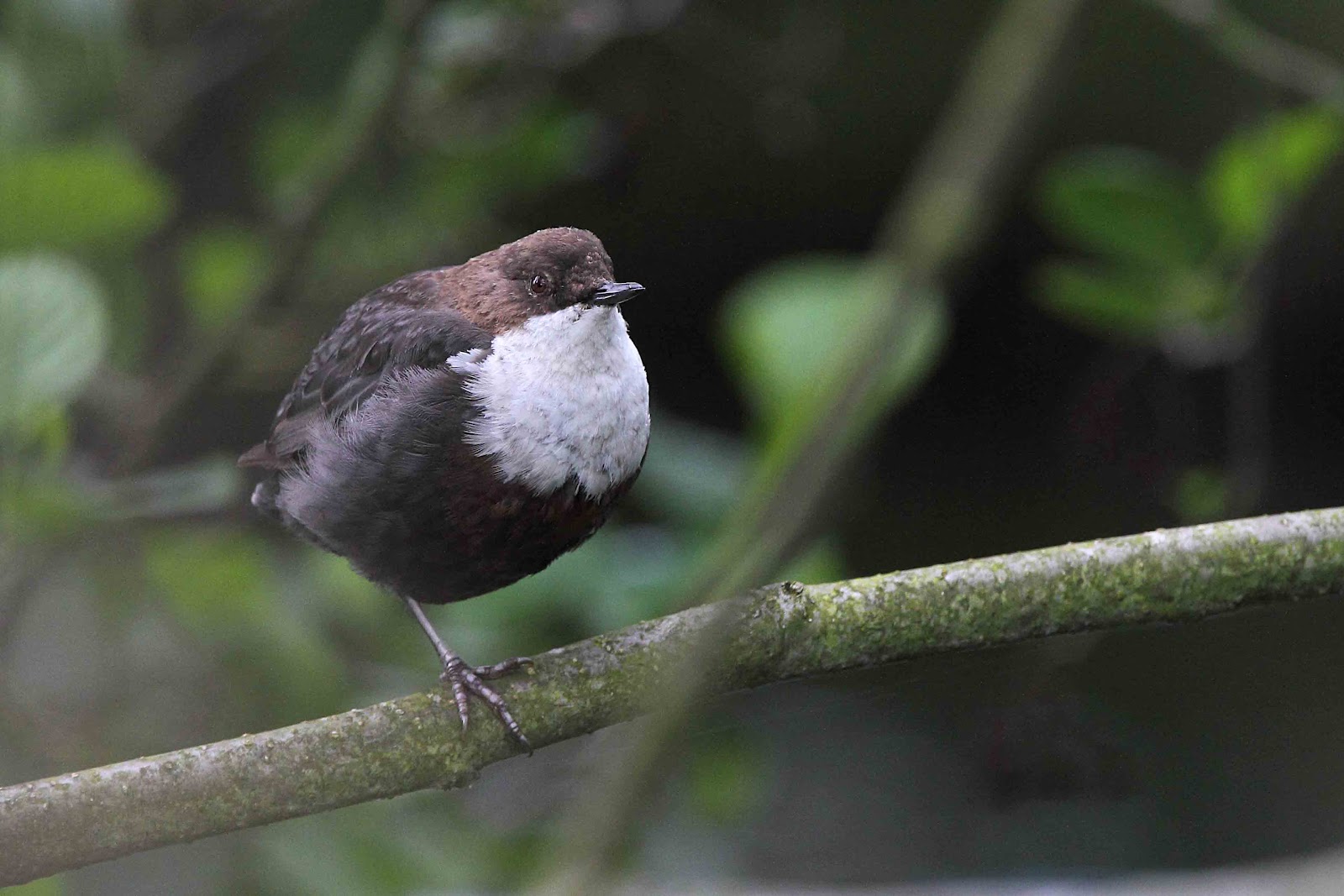 First Dipper I've seen for a few weeks, they are much less conspicuous ...
