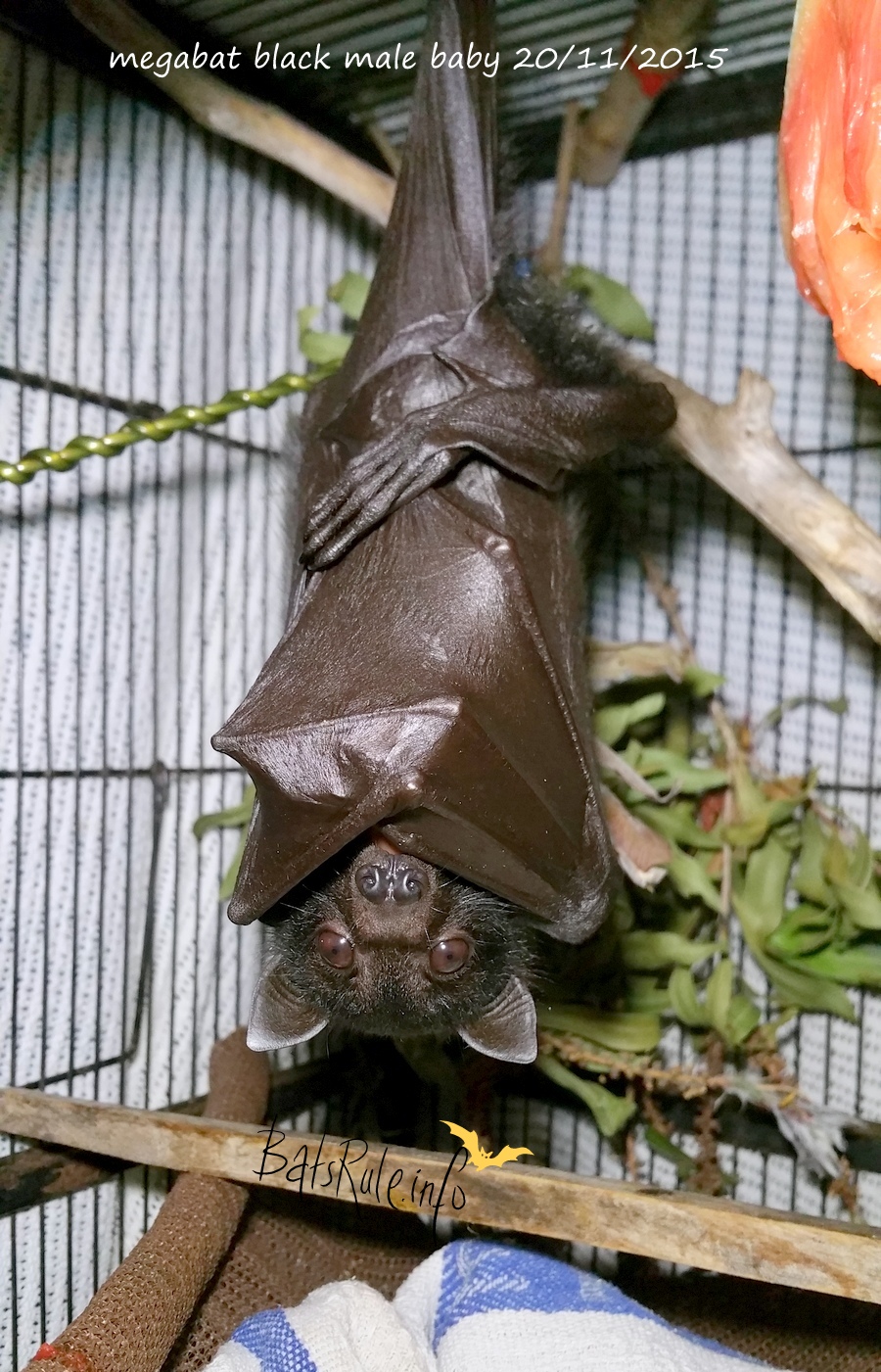 Rehab | Megabat black male baby flying-fox fruit bat